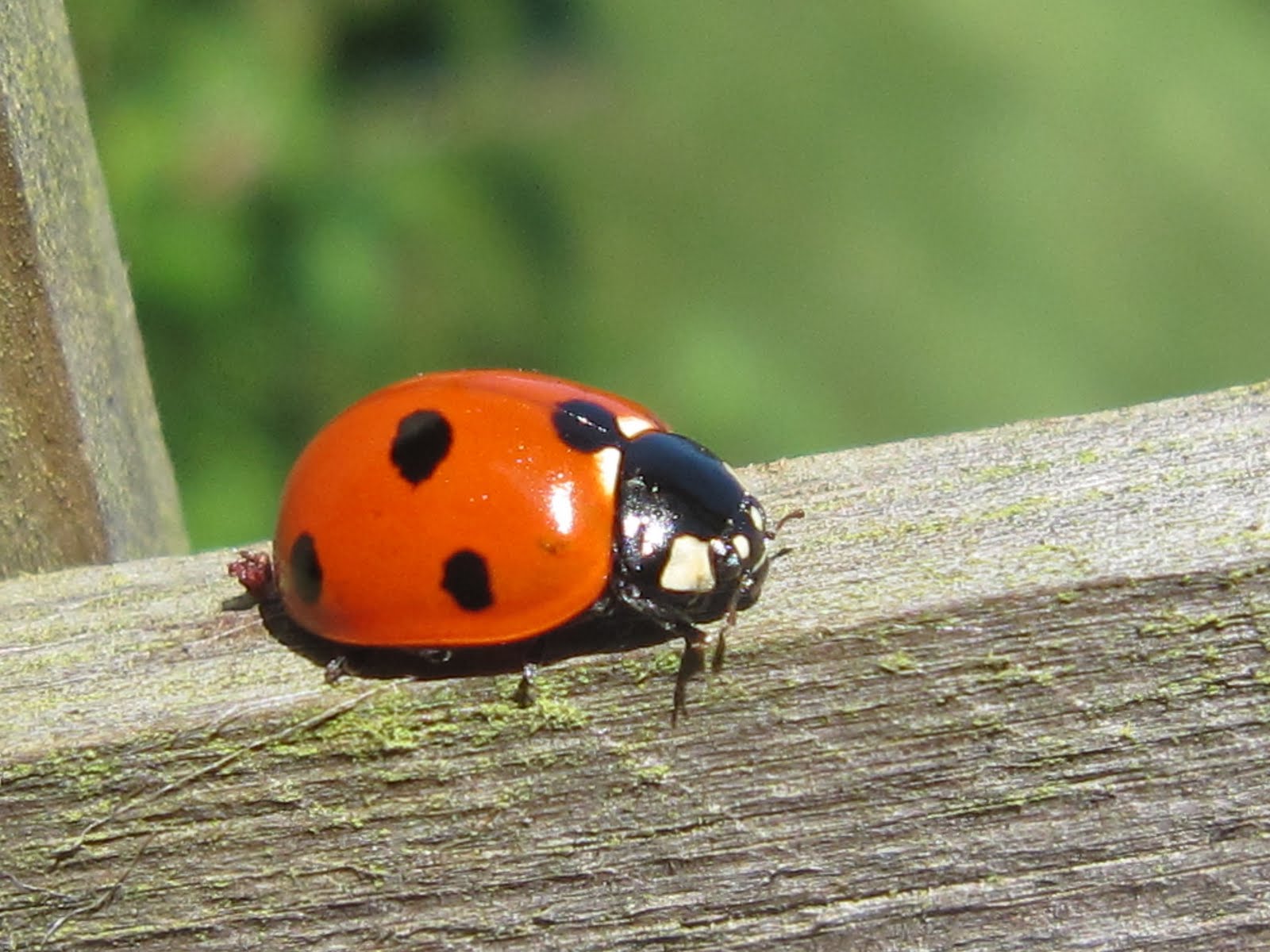 From the Crow's Nest: Lovely Ladybird