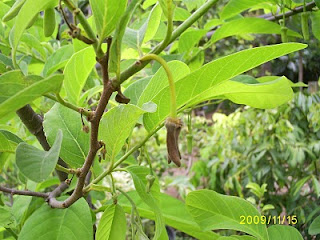 Ayo berkebun: Mencegah Rontok Bunga Srikaya Jumbo