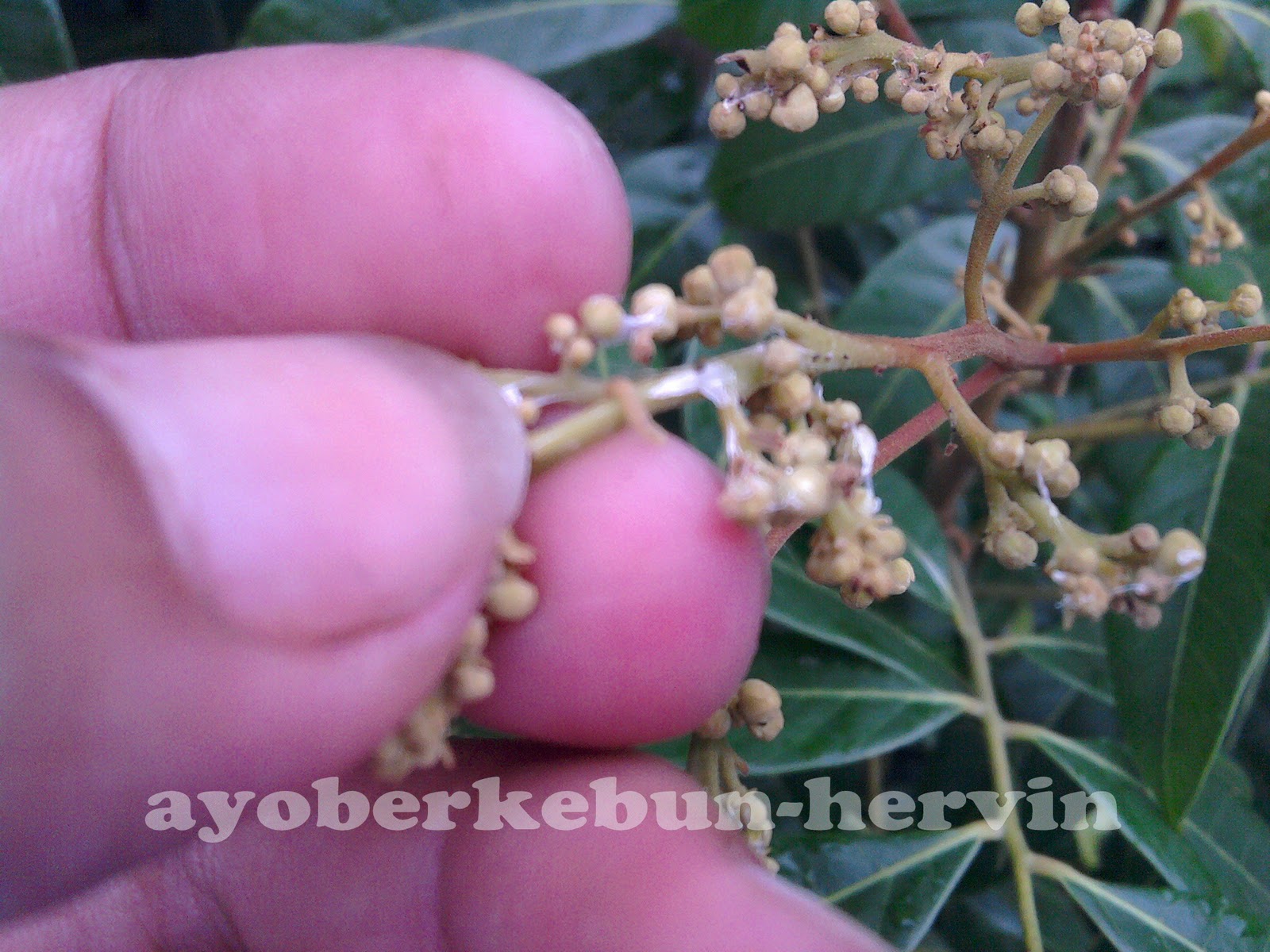 Ayo berkebun: Kali ini Hama BUNGA Lengkeng....