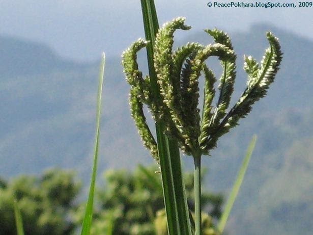 Nepali Photos - explore beautiful photographs from Nepal: Millet ...