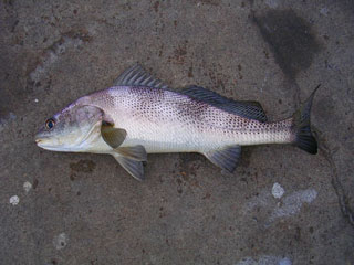 SECRET BARRAMUNDI by Hiro Nakamura: JewfishLand basedRainy season