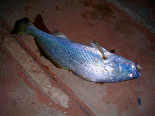 SECRET BARRAMUNDI by Hiro Nakamura: JewfishLand basedRainy season