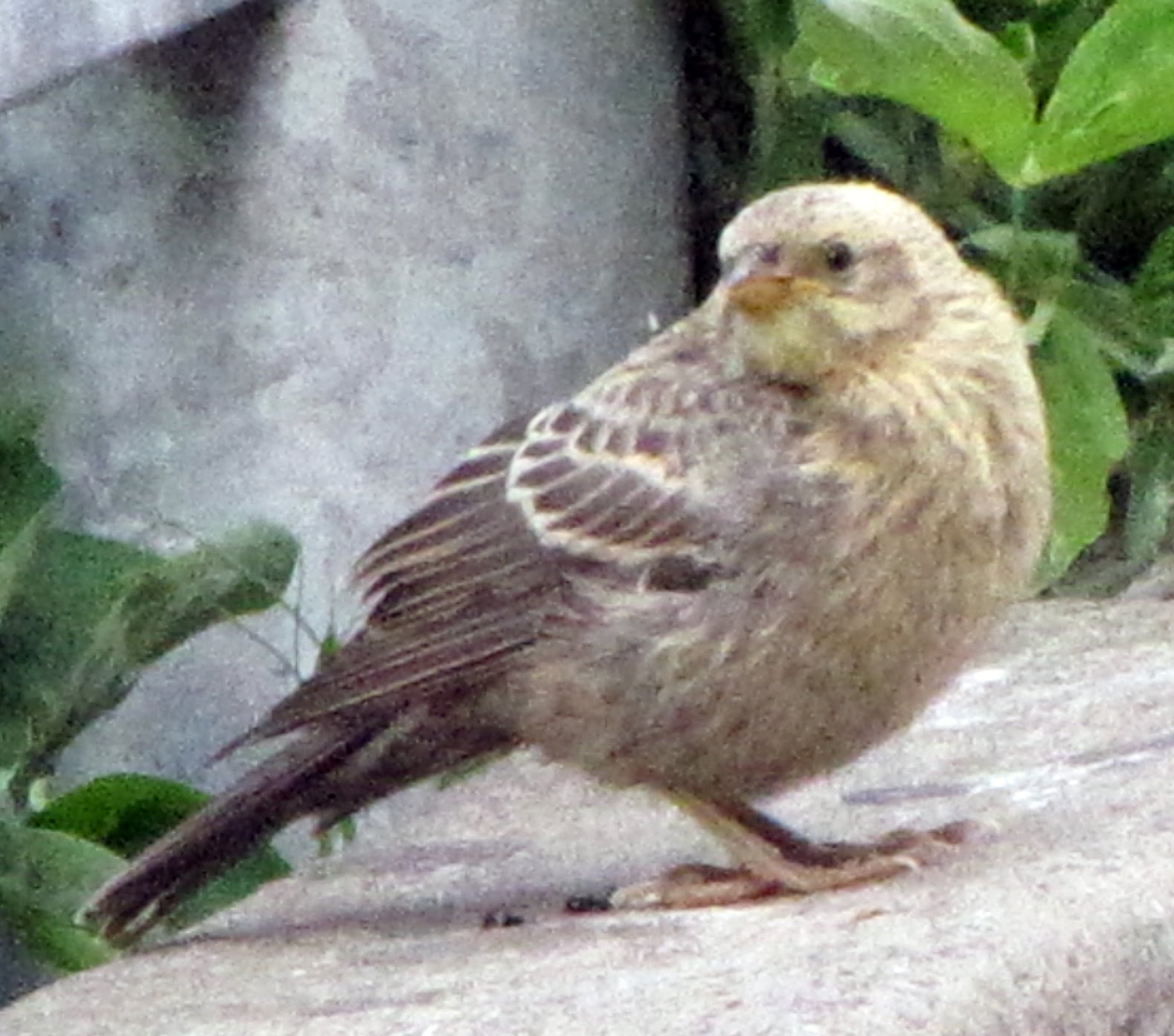 MAGANRORD: Bird census: Brown headed cowbird?!