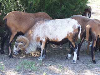 Eden Creek Farm: Barbado Blackelly Sheep