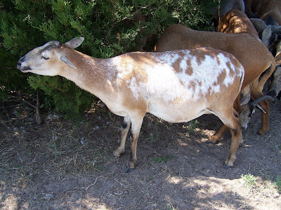 Eden Creek Farm: Barbado Blackelly Sheep