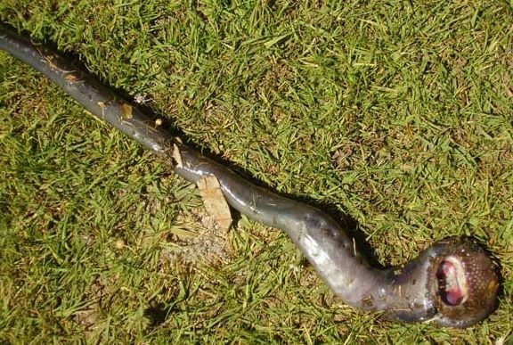 Real Creatures - Pouched Lamprey | Patagonian monsters