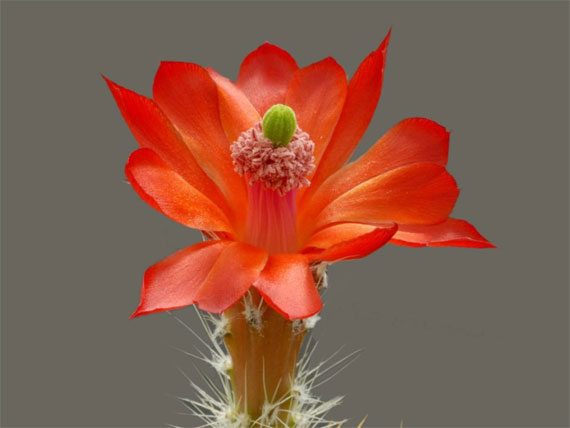 The most beautiful cactus flower. | World of fun