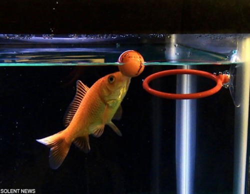 Kata Pati: The World's Most Intelligent Goldfish
