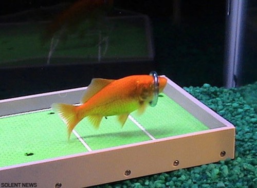 Kata Pati: The World's Most Intelligent Goldfish
