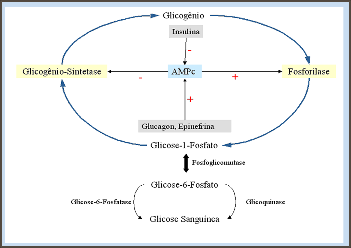 BrincanDo com a Bioquimica.. Enfermagem FITS_2010: Metabolismo de ...