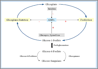 BrincanDo com a Bioquimica.. Enfermagem FITS_2010: Metabolismo de ...