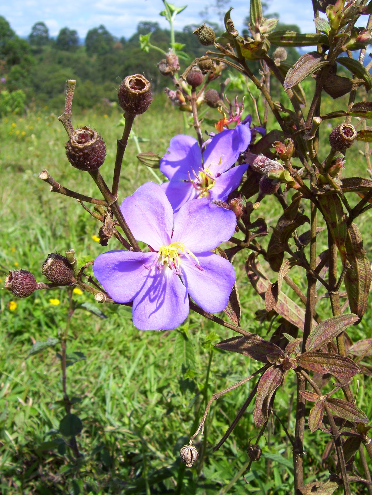 Danny in Cameroon: Fauna and Flora