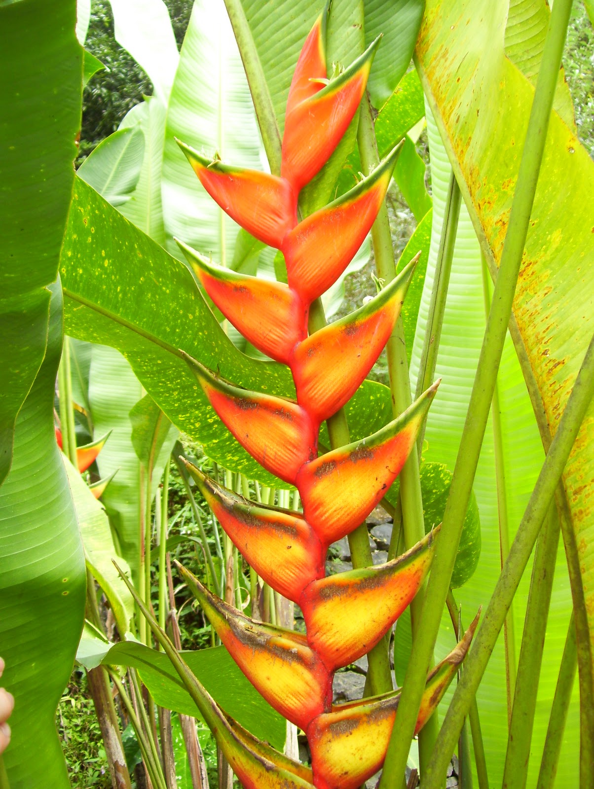 Danny in Cameroon: Fauna and Flora