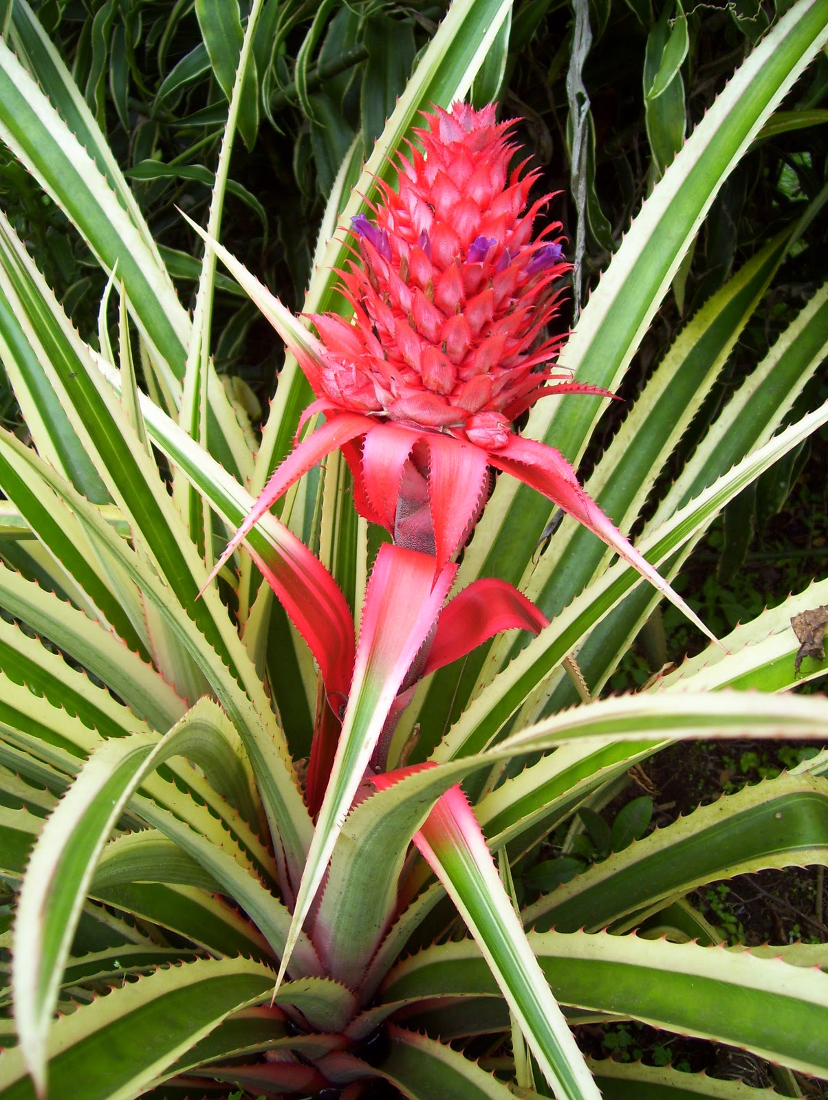 Danny in Cameroon: Fauna and Flora