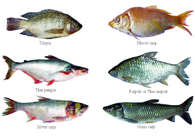 World wide picture: Bangladeshi fish