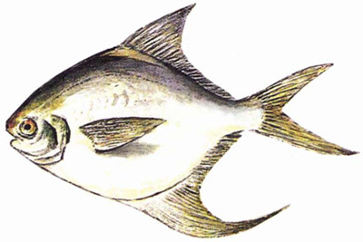 World wide picture: Bangladeshi fish, Fali Chanda, pampus argenteus ...