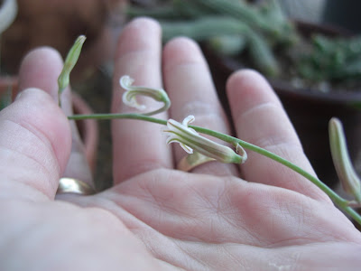 A Desert Observer: Haworthia fasciata Baby