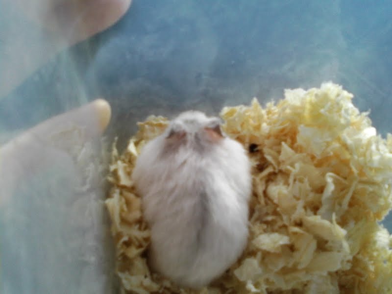 Ghiocelul alb: Hamsterii pitici temperamentali