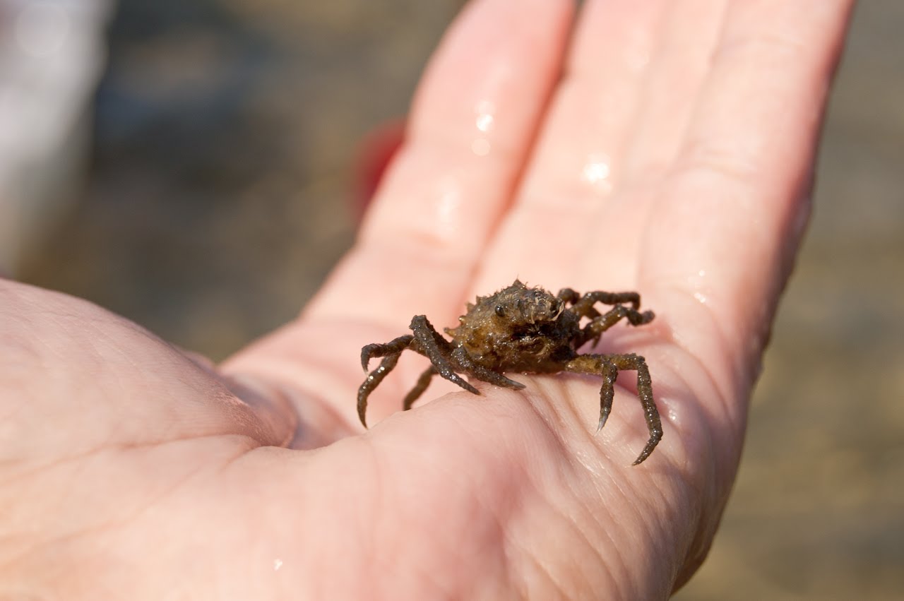 willardlane: Juvenile Spider Crab, Libinia Emarginata
