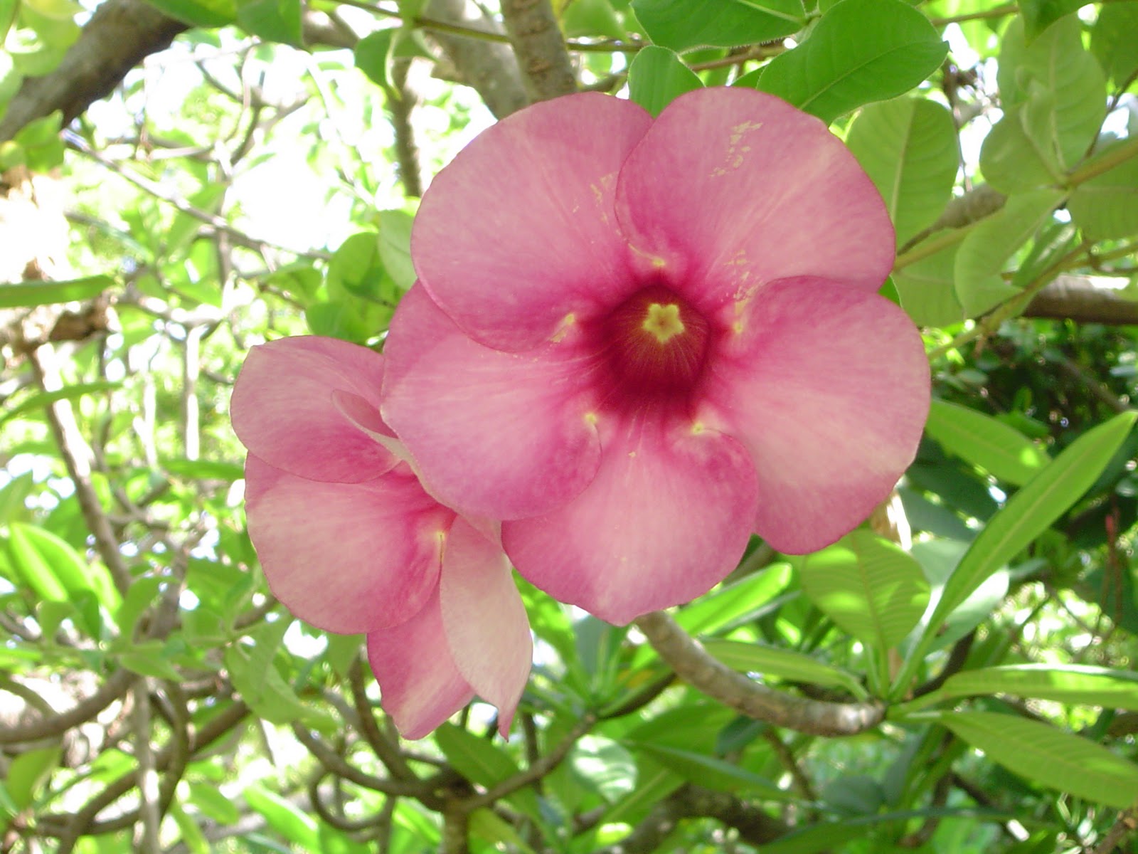 Foto Blog Puerto Rico: Flor Rosada