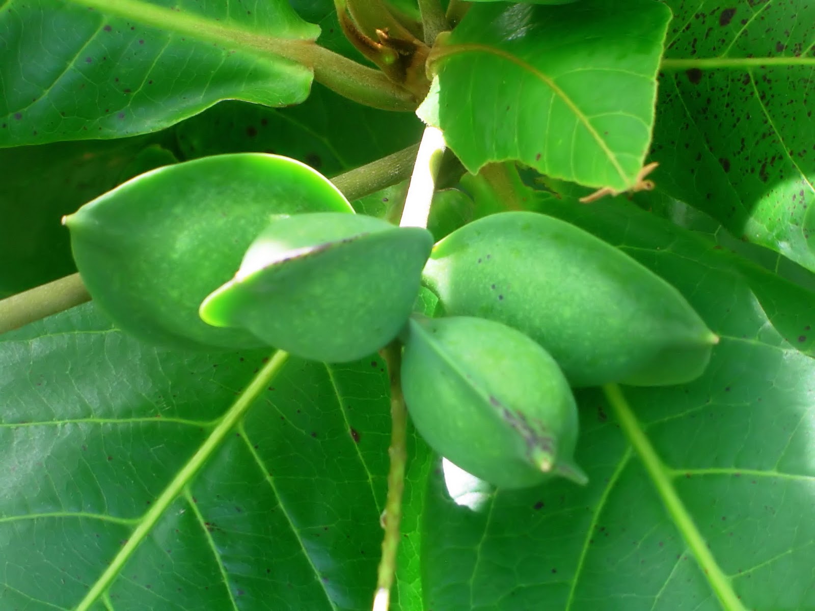 Foto Blog Puerto Rico: Árbol de Almendras