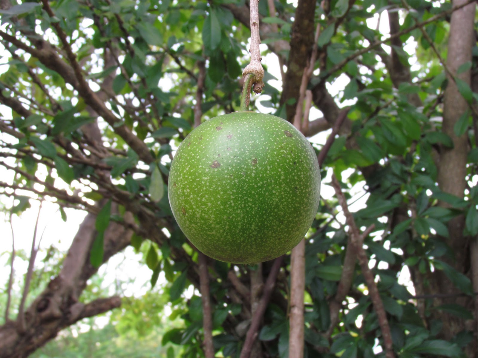 Foto Blog Puerto Rico: Higüera