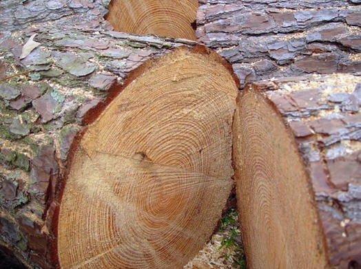 Timber Distributors, LLC: Green Heart Timber