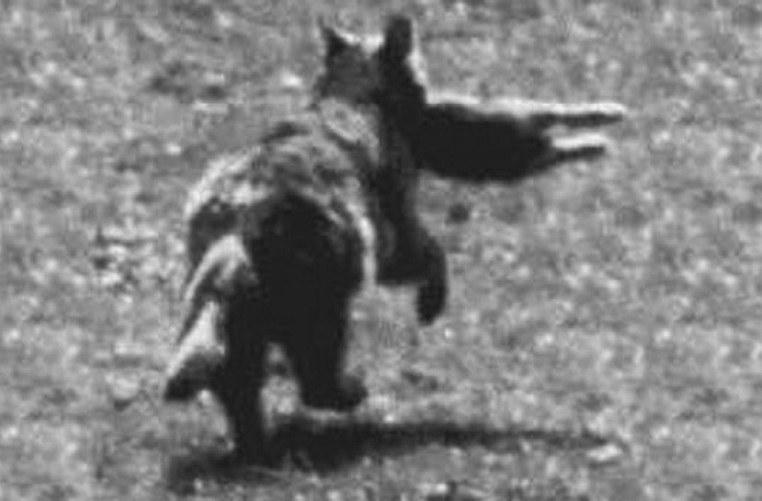 STRANGEST MYSTERIES: THE BEAST OF BODMIN