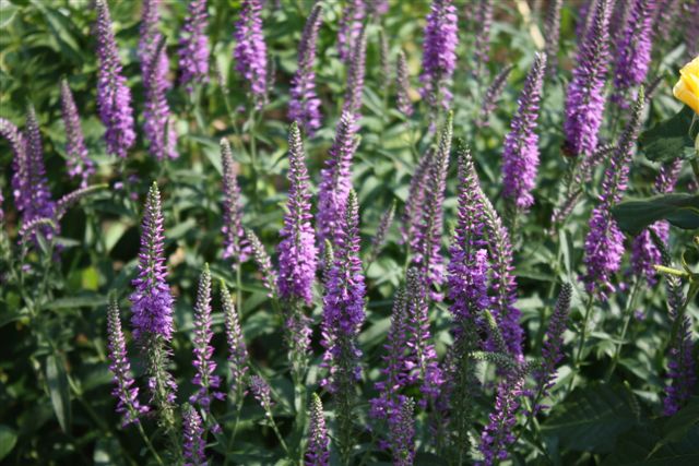 Veronica Speedwell - Plant seeds and divide plants now