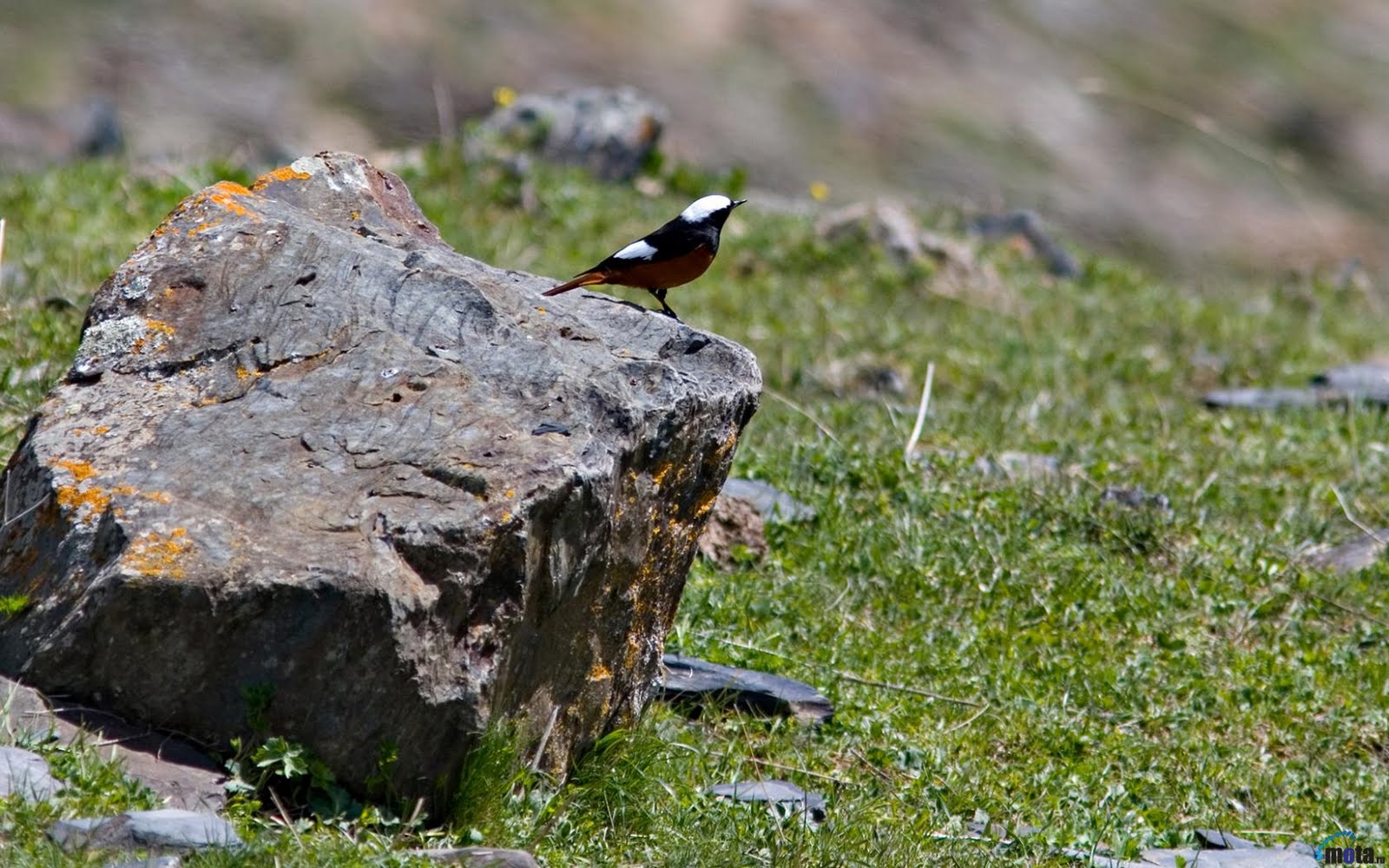 Cyborg's Art and Other Artistc Favorites