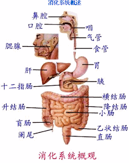 Hong Yi TCM: 经络通腹部保养