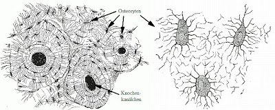 Osteoporose - Handeln bevor der Knochen bricht: Knochenaufbau und ...