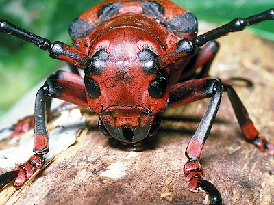 ¿BICHOS O INSECTOS?: imagenes