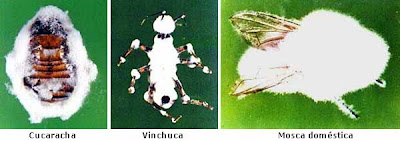 ¿BICHOS O INSECTOS?