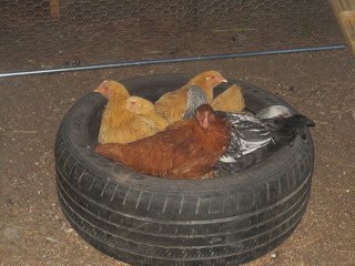 A Taste of the Good Life: Ghetto Chickens