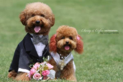 Wallpaper collection: Dog wedding wallpaper