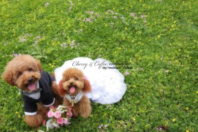 Wallpaper collection: Dog wedding wallpaper