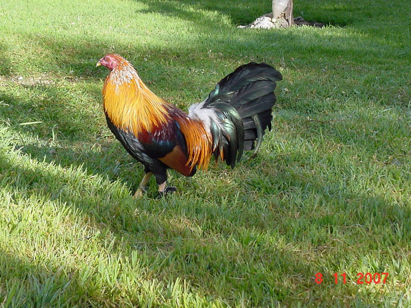 Veterinaria Reino Animal: Nuestros Gallos