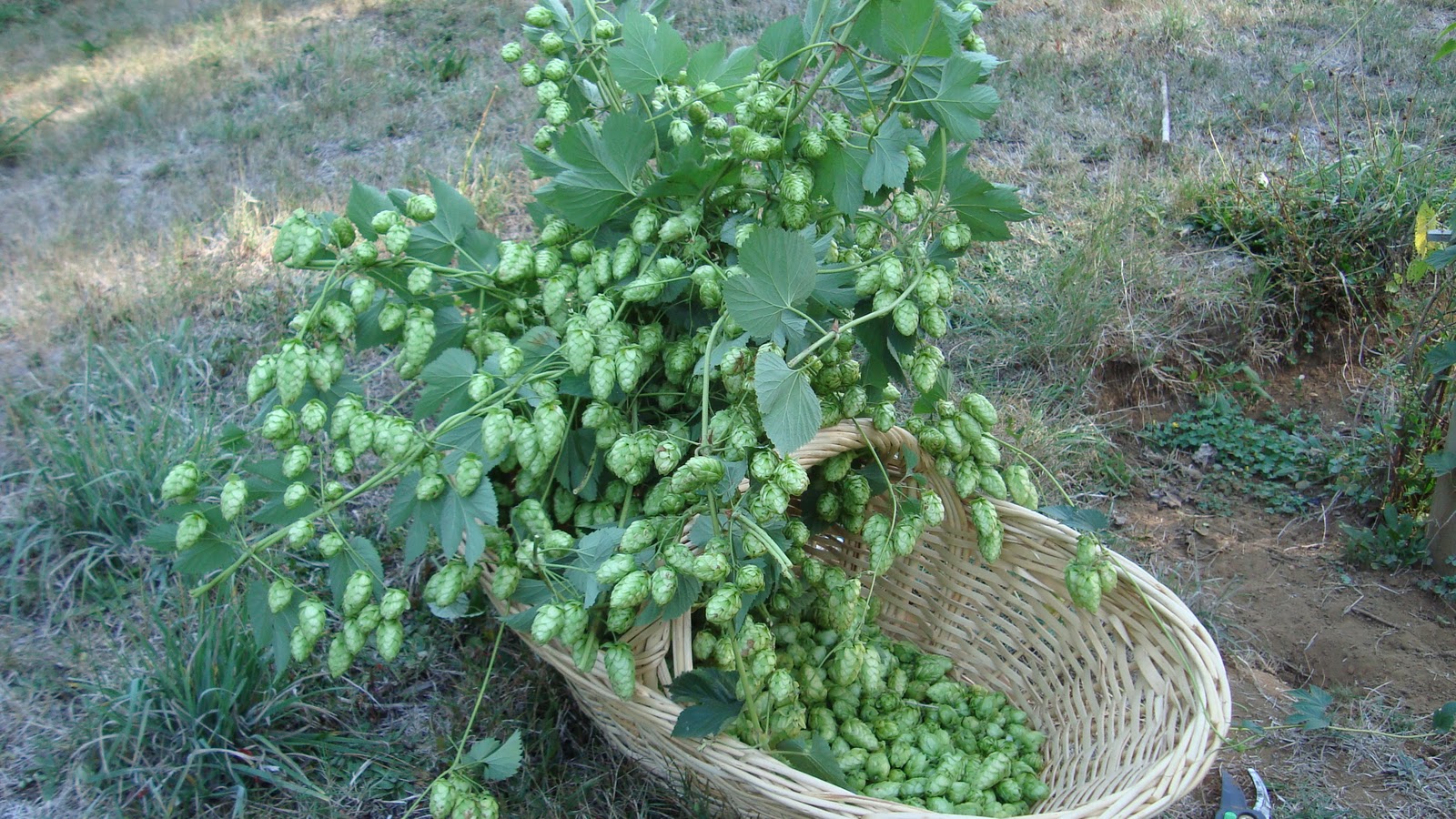 Lupulo Chile: Lupulo en Flor