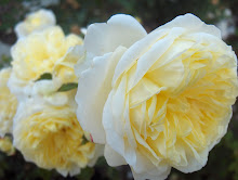 ROSE GARDEN Malevik: klätt om två gamla nollstolar ~ new makeover with ...