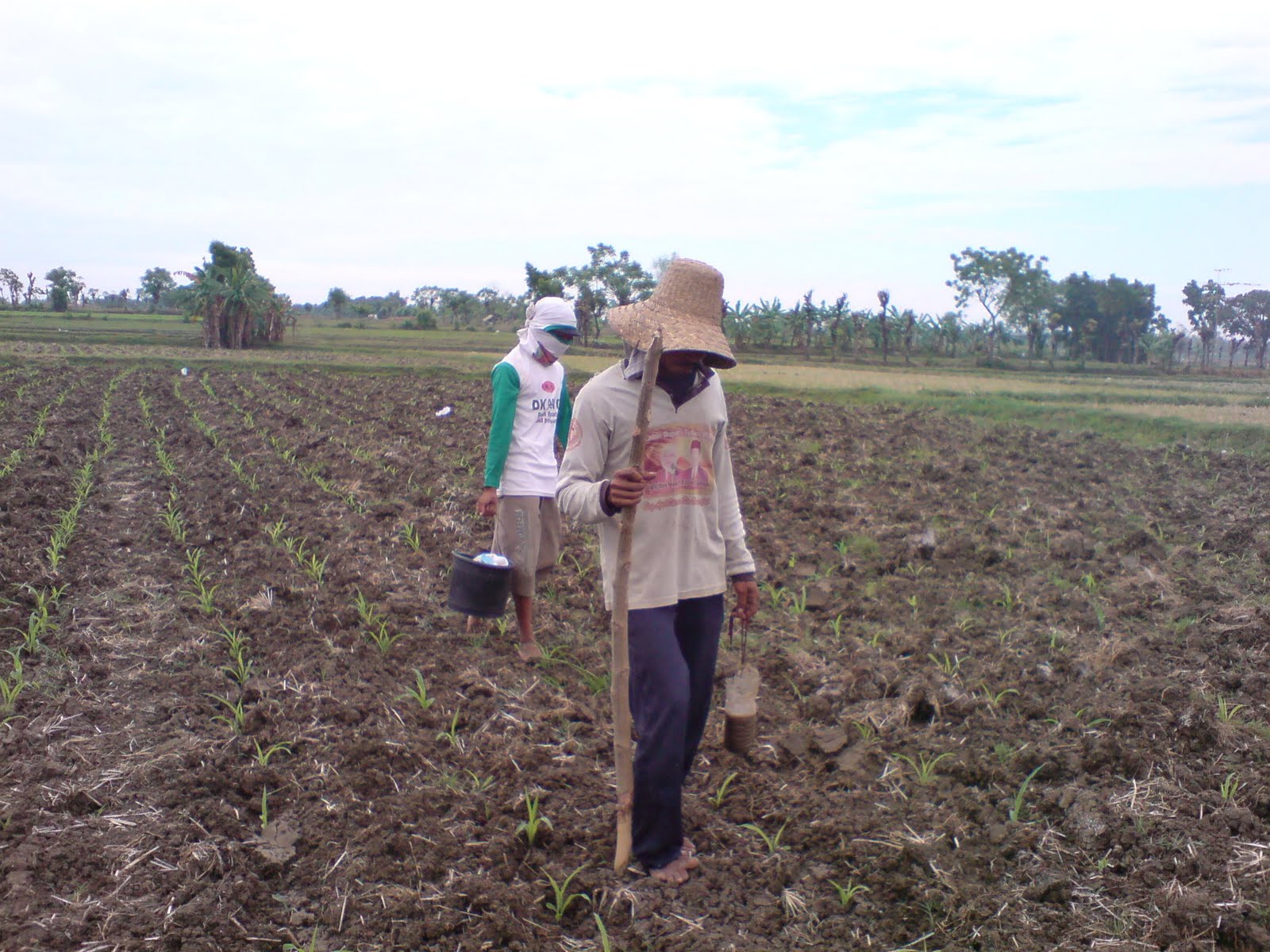 TANAM JAGUNG ~ ILMU PETANI