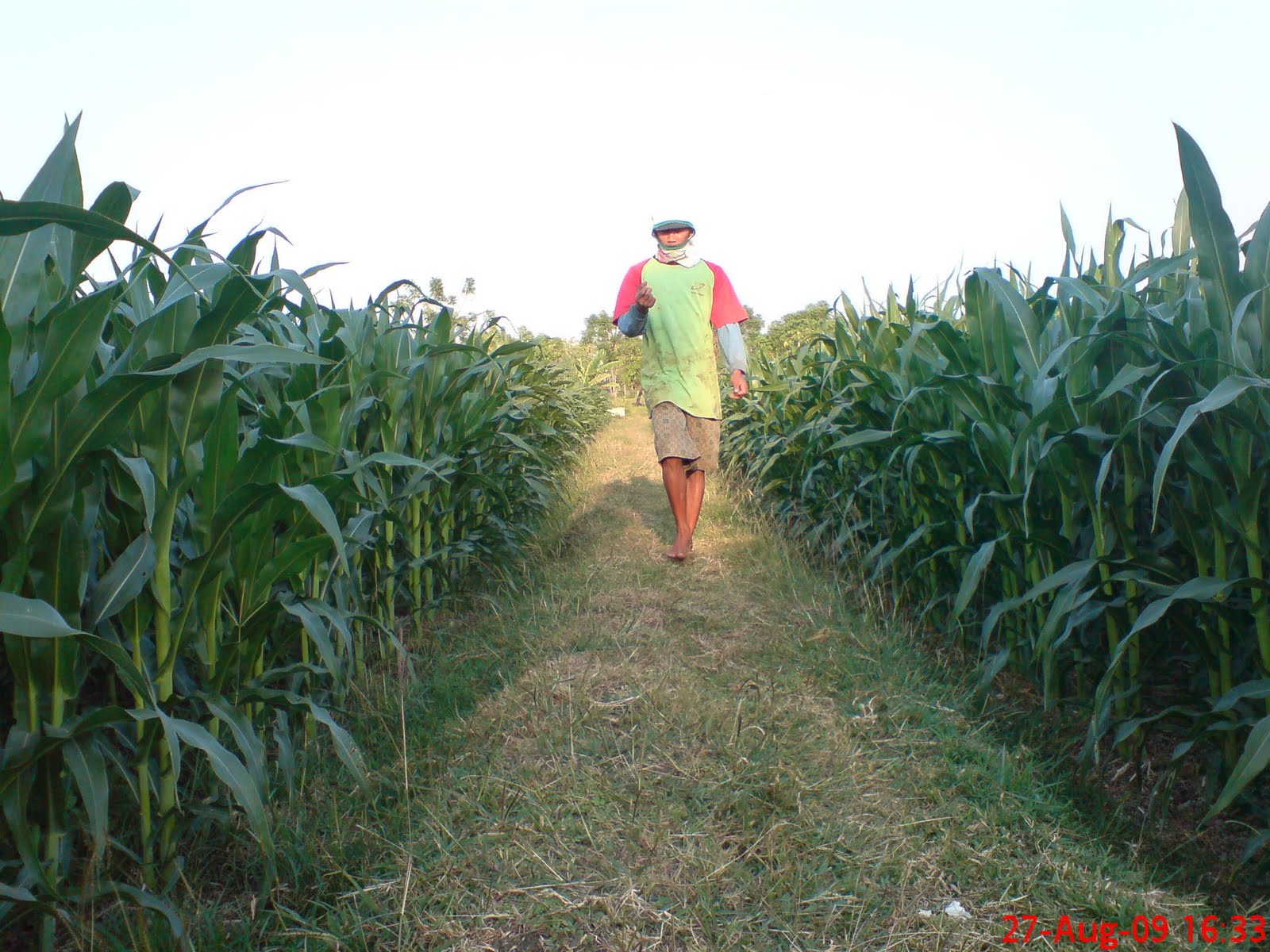 TANAM JAGUNG ~ ILMU PETANI