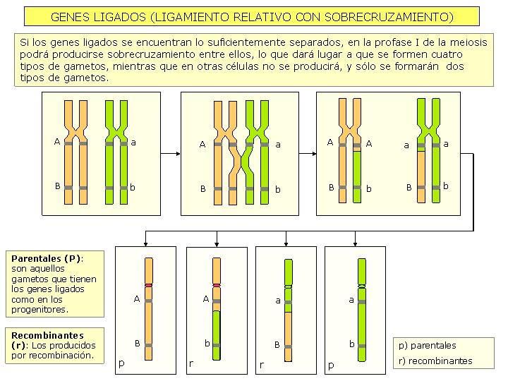 AGUILAS-GENETICAS: LIGAMIENTO