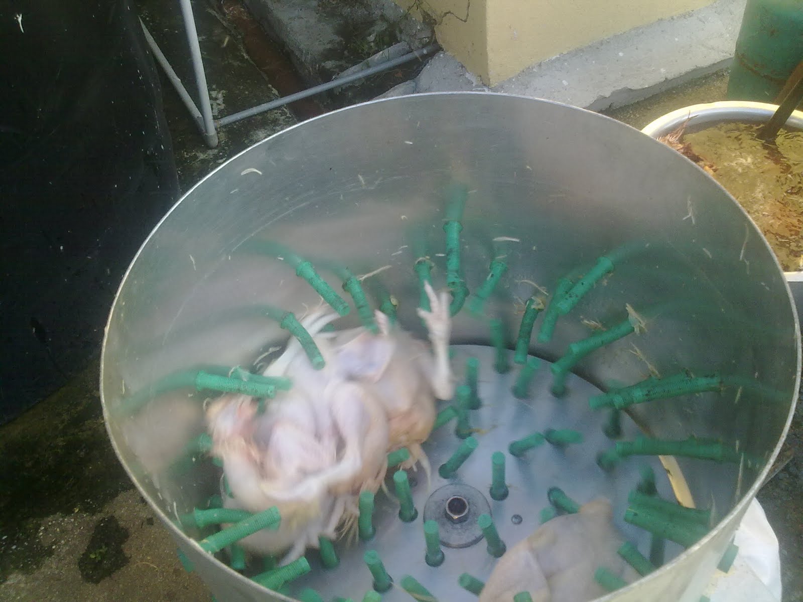 Proses Ayam!! | Maria Firdaus