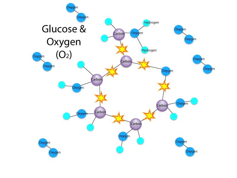 A Rational Look At Breatharianism: Normal metabolism
