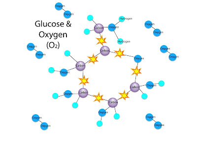 A Rational Look At Breatharianism: Normal metabolism