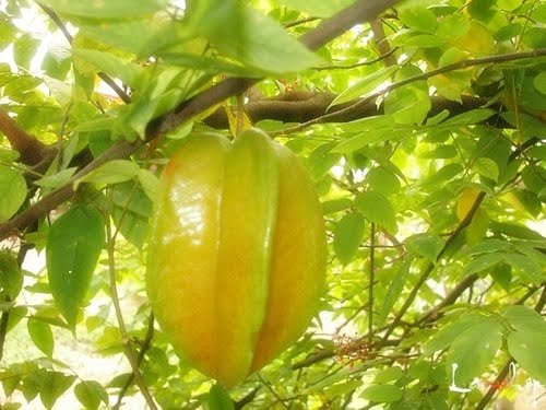 danau kasih: starfruit / belimbing besi