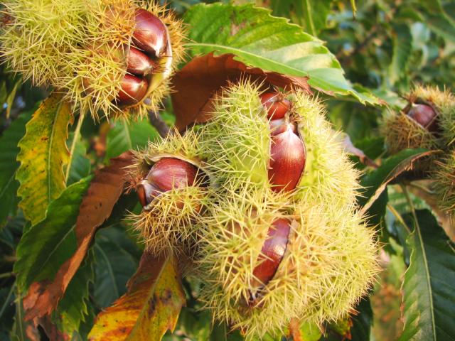 danau kasih: Chestnut / buah berangan