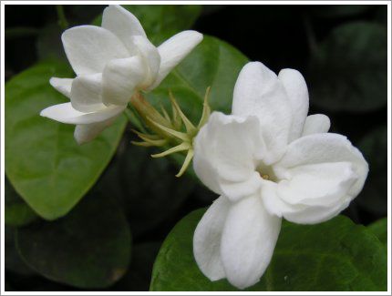 danau kasih: Jasmine / Jasminum /Jasminum officinale L / melati