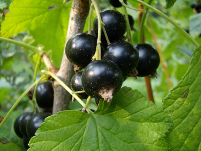danau kasih: black currant / Ribes nigrum